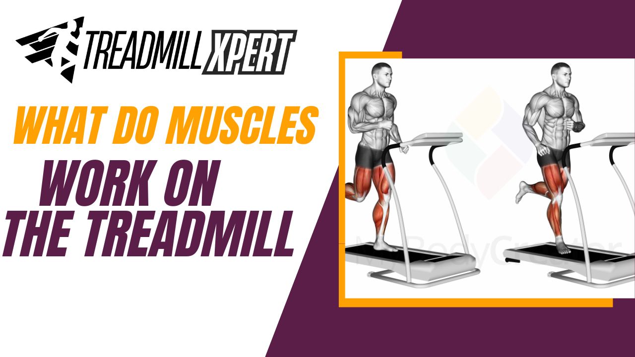 What Do Muscles Work on the Treadmill? - TreadmillXpert